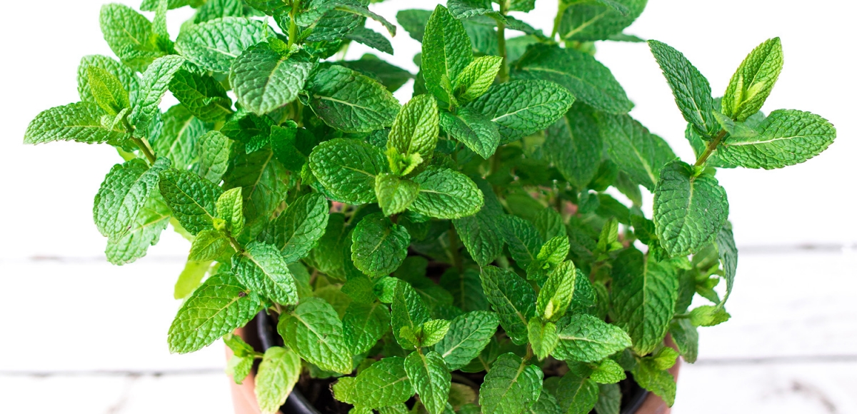 Was ist Minze? - Gewürzlexikon